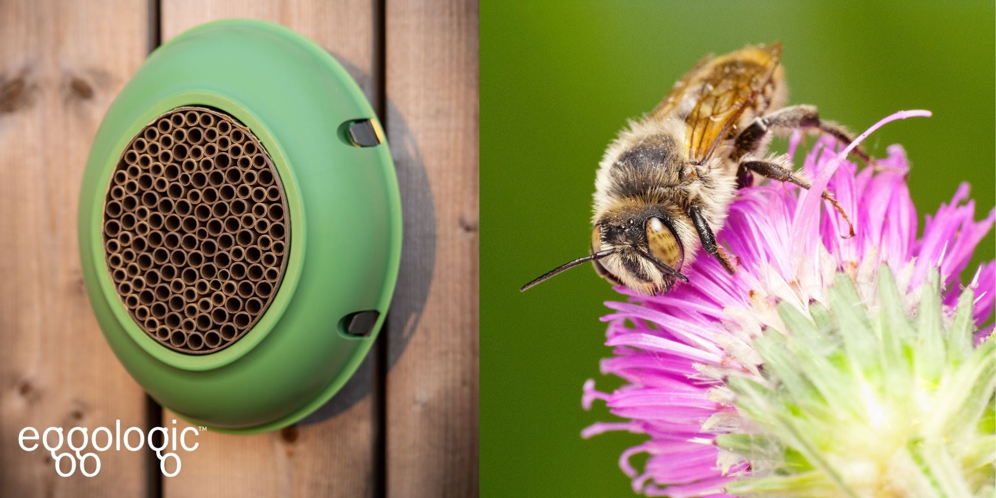 Solitary Bees: The Underrated Pollinator Champions