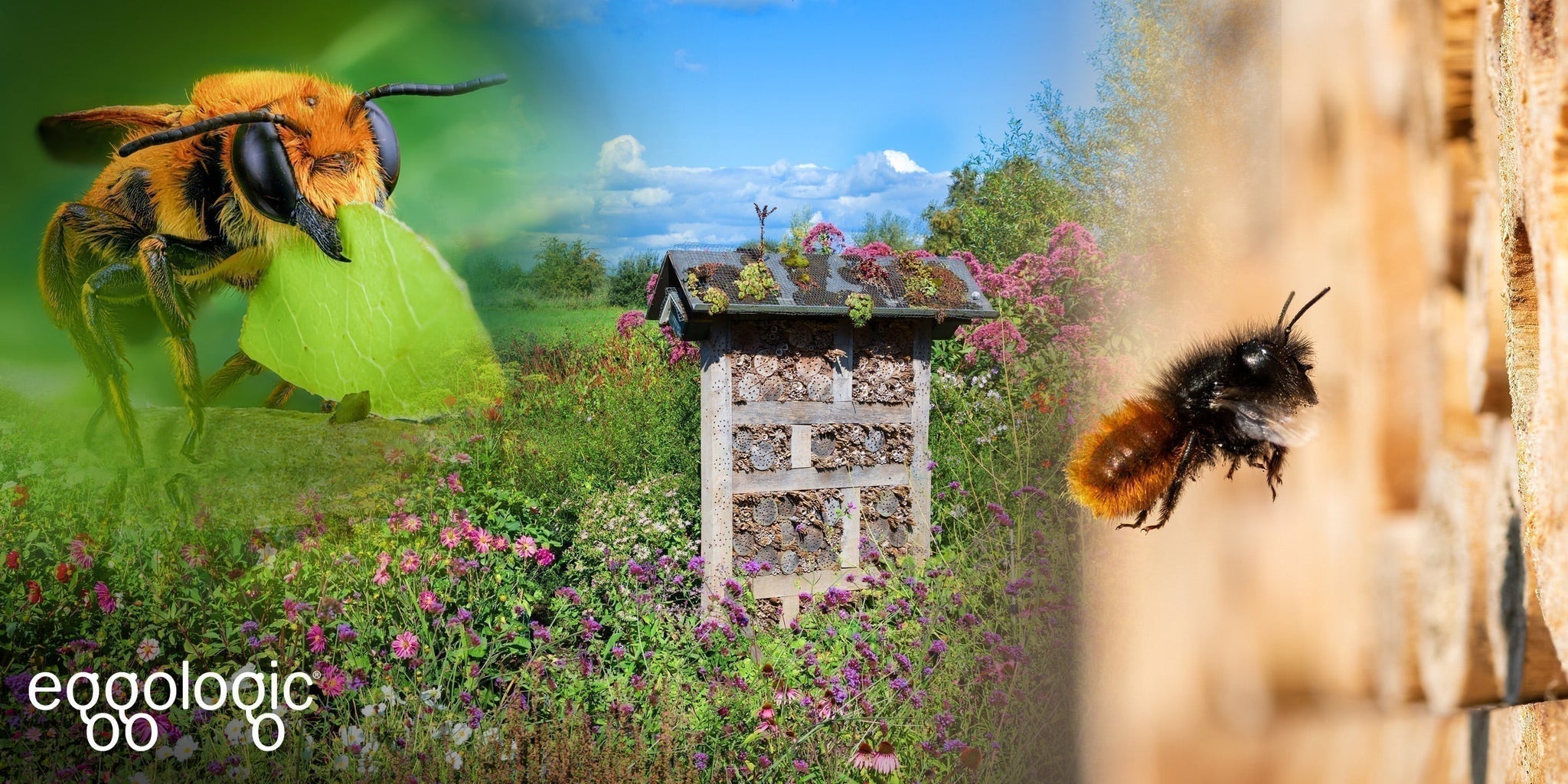 Bee Hotels - why they’re important & what it takes to get a five-star